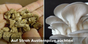 Die ultimative Anleitung zum Züchten von Austernpilzen zu Hause