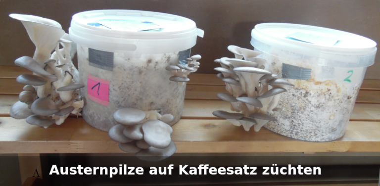 Elegantes Kaffeesatz Pilze Zchten Ebenbild